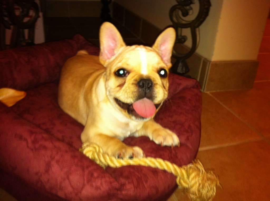 Finding A Lost Pet – Hercules The French BullDog