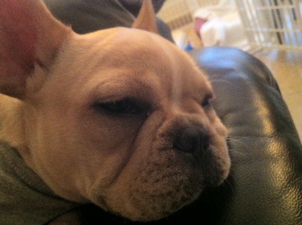 Tips: Teach your frenchie tricks – Hercules The French BullDog