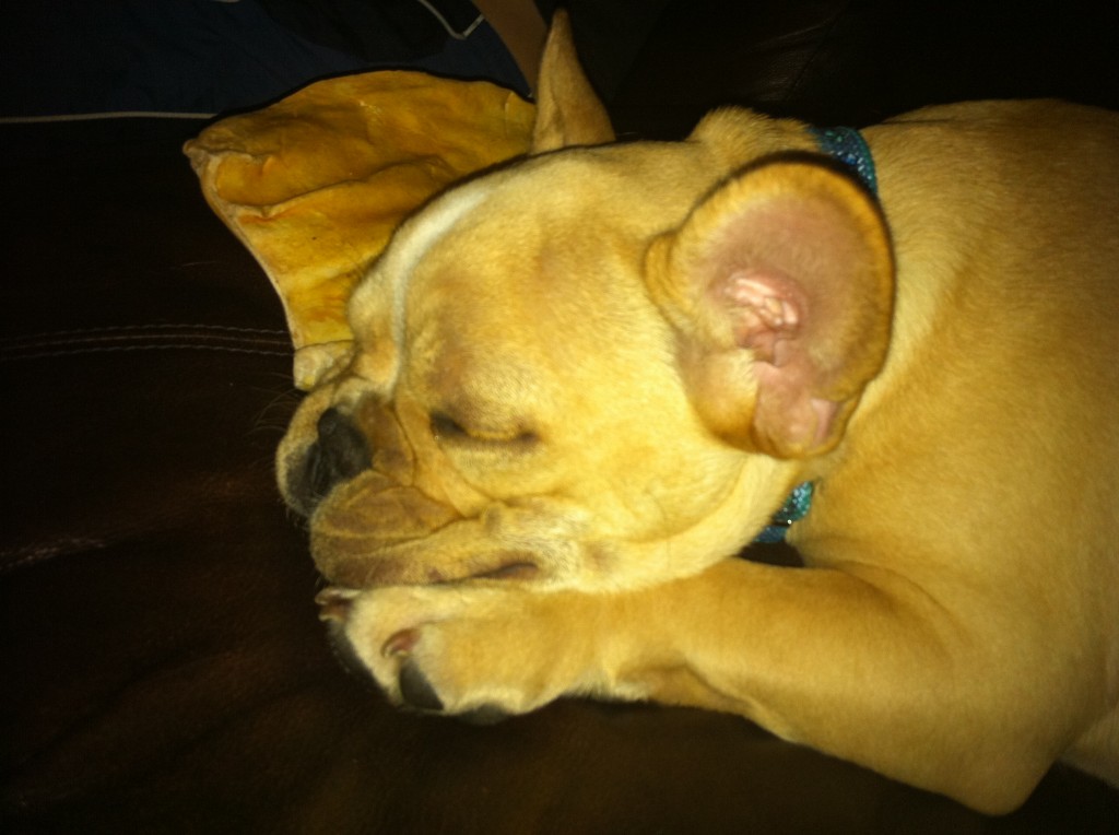 Tips: Teach your frenchie tricks – Hercules The French BullDog