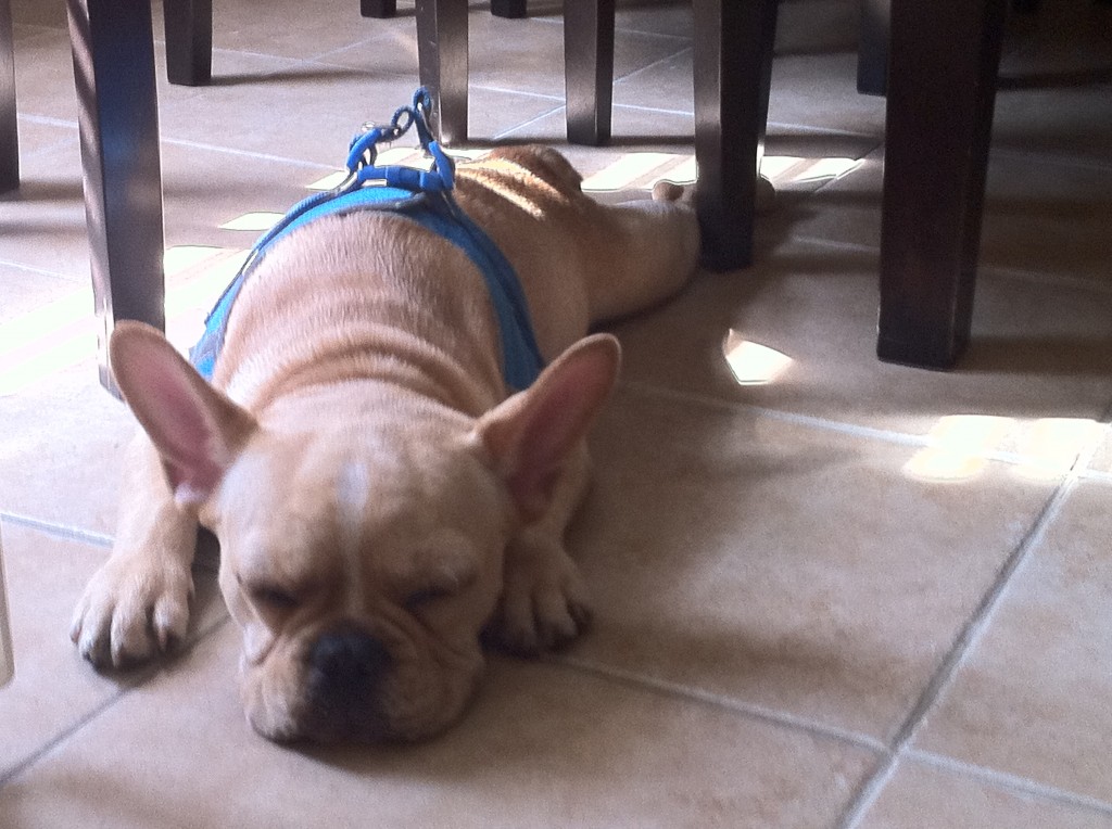 Tips: Teach your frenchie tricks – Hercules The French BullDog