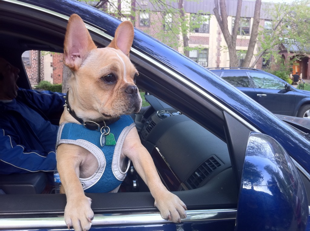 Tips: Teach your frenchie tricks – Hercules The French BullDog