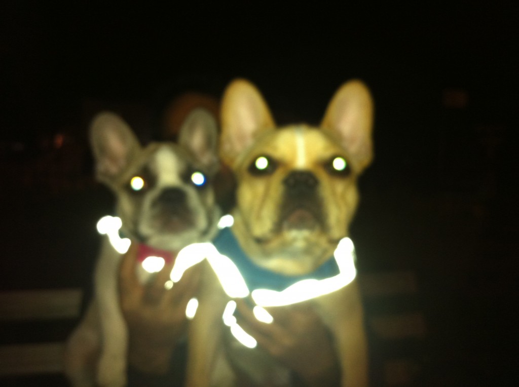 Tips: Teach your frenchie tricks – Hercules The French BullDog