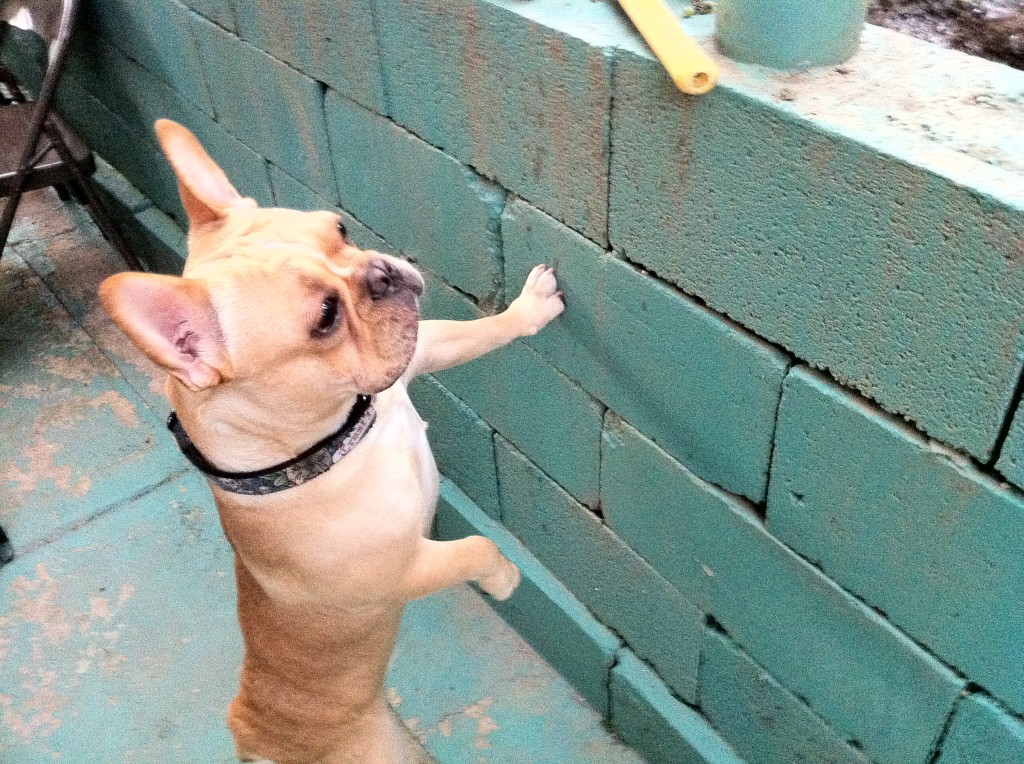 Tips: Teach your frenchie tricks – Hercules The French BullDog