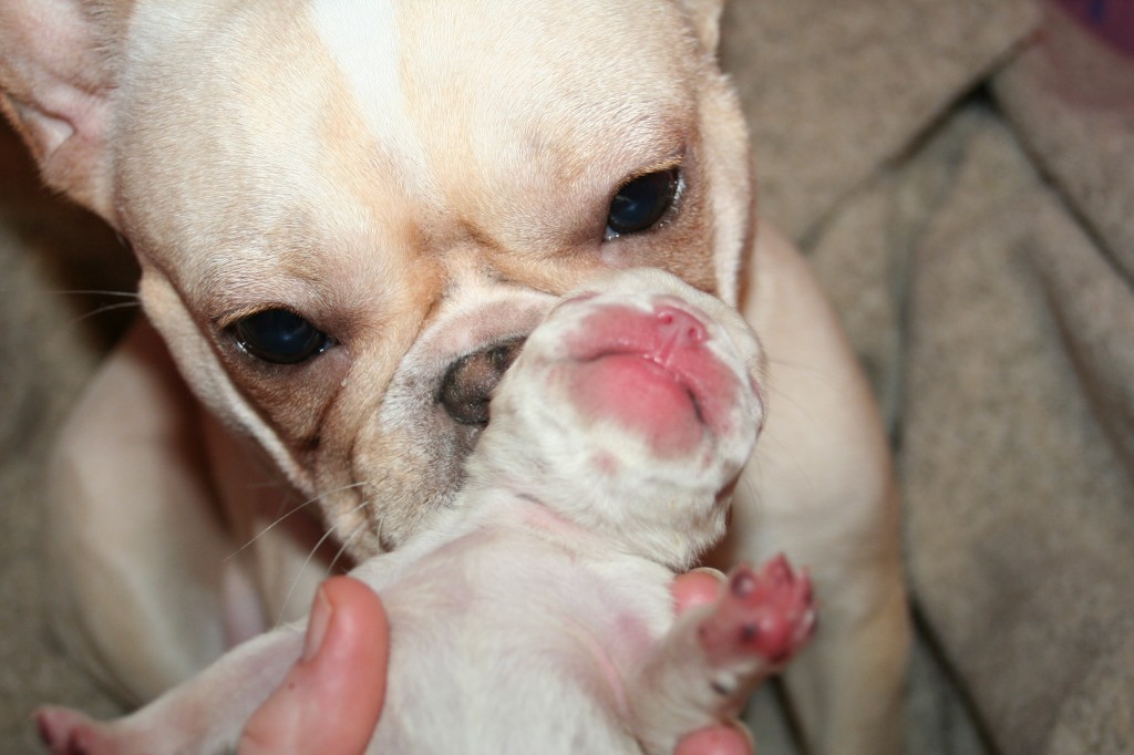 Hercules The French BullDog – WOOF